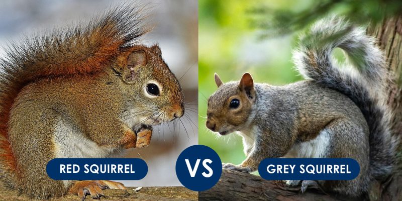 Squirrel Control | City Pest Solutions